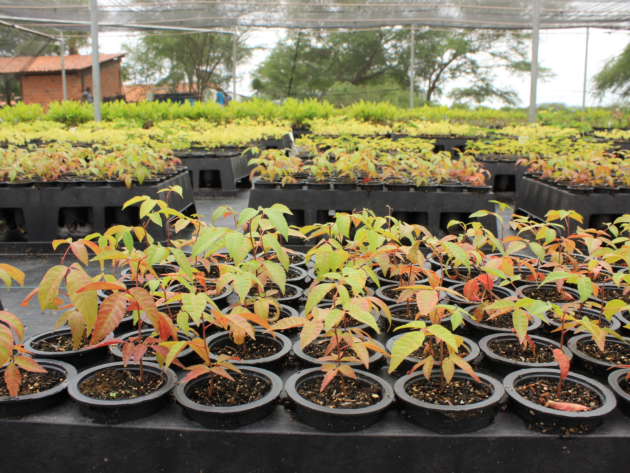 Viveiro de mudas em área da Reforma Agrária é referência no Sertão de ...