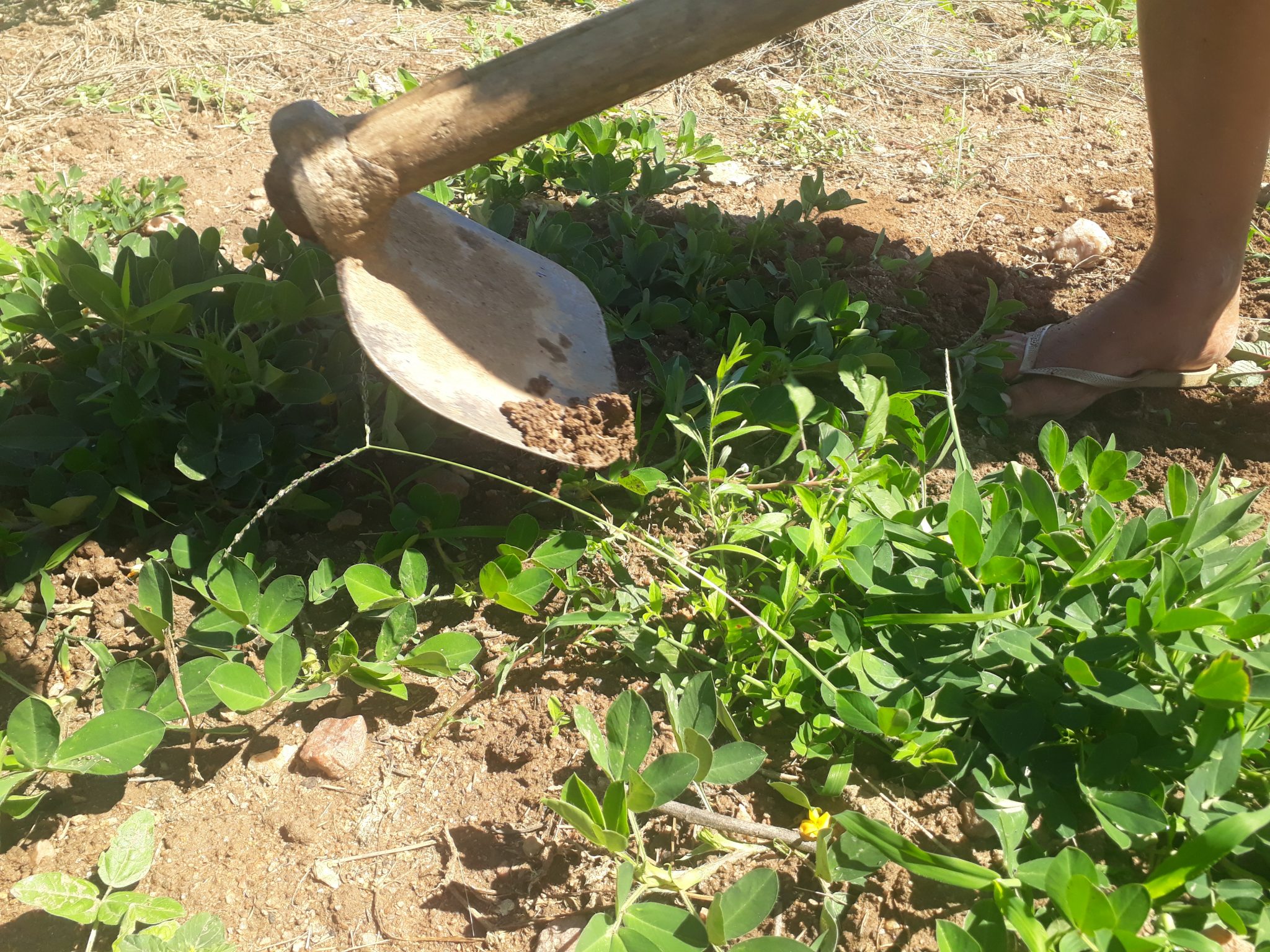 Metodologia “De Camponesa a Camponês à Camponesa a Camponês” e a ...