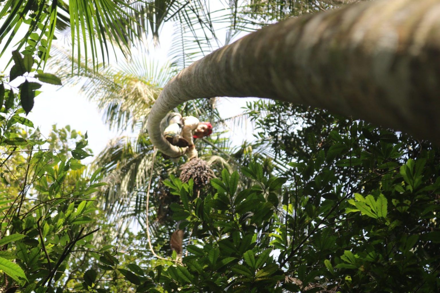Juçara: uma palmeira que re-existe na Mata Atlântica - MST