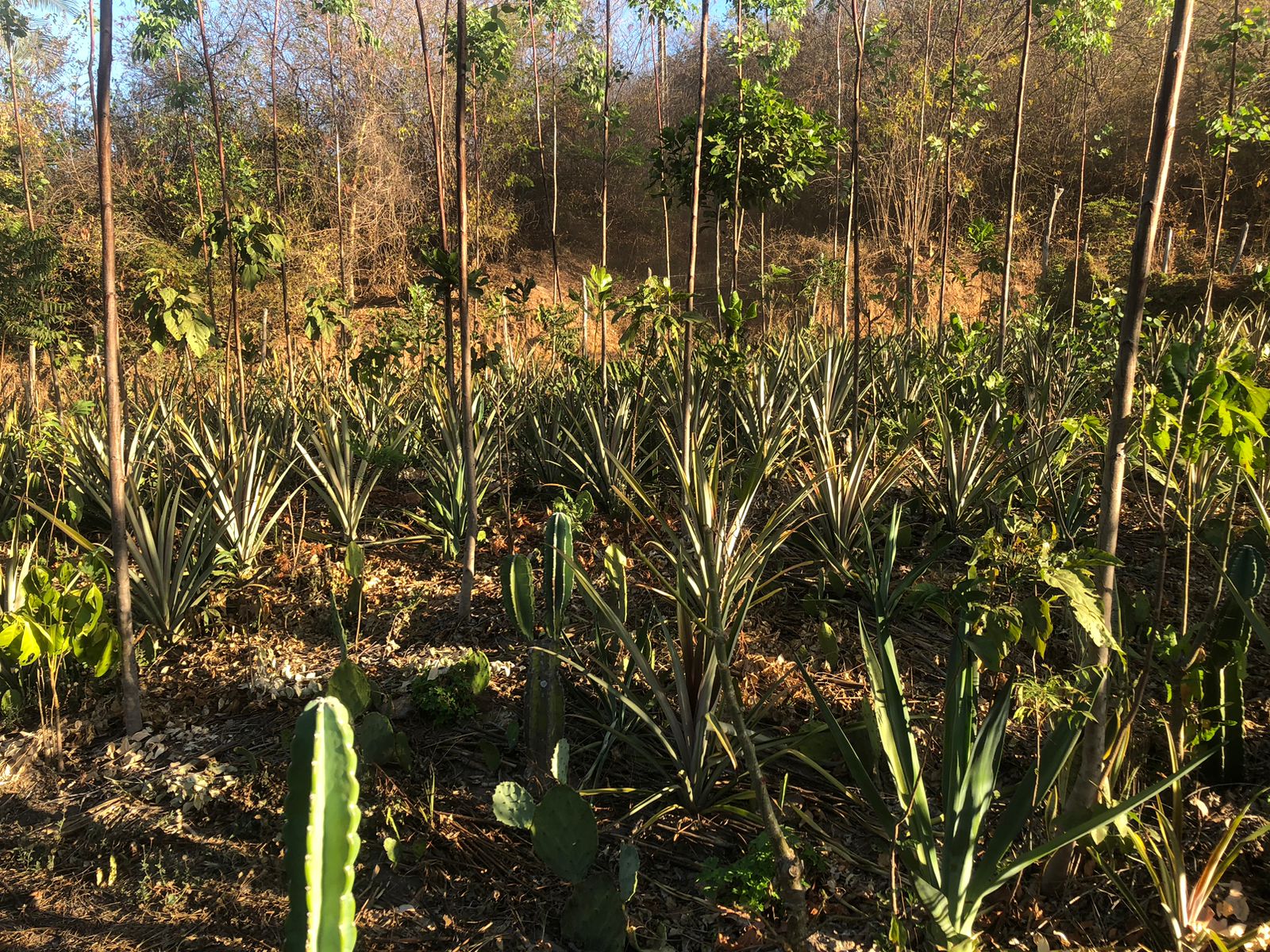 Caatinga: agricultor usa sistema agroflorestal e planta sem irrigação - MST